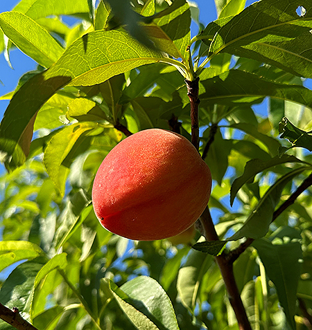 Florida Peaches-Al's Family Farms